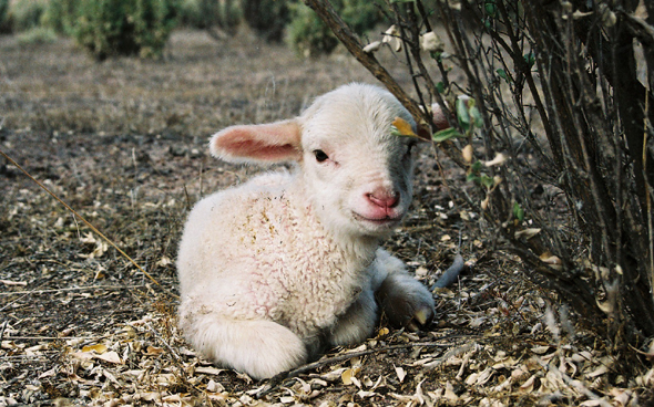 Lament and the Lamb – DANIEL DeFOREST LONDON